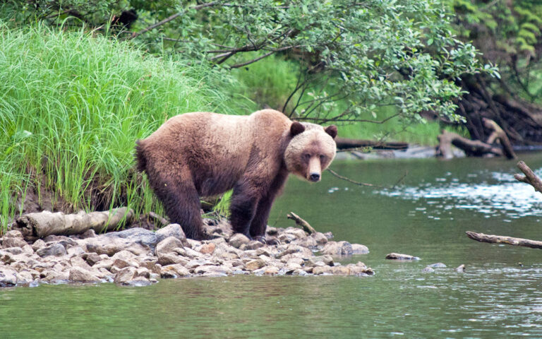 Grizzly bear-watching in British Columbia at the Great Bear Lodge